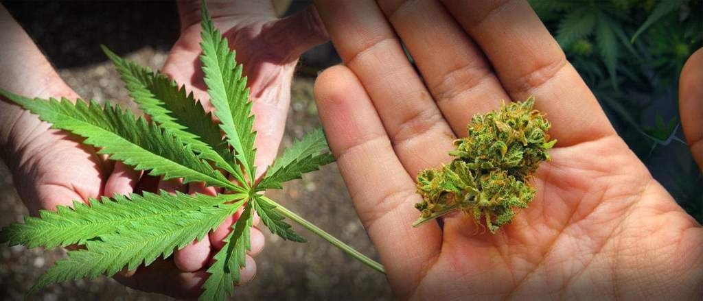 Sativa, Indica & Hybrid Why the Classification Shouldn’t Matter to You