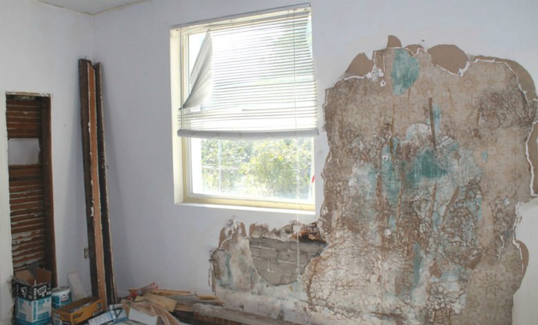 Proactive Mold Management: Everything You Need to Know